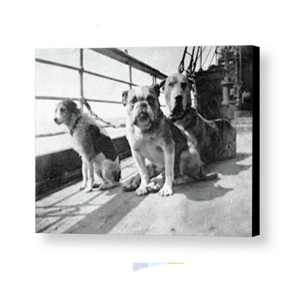Art | Rare Framed 1912 Titanic Dog Survivors Vintage Photo Jumbo Gicle ...